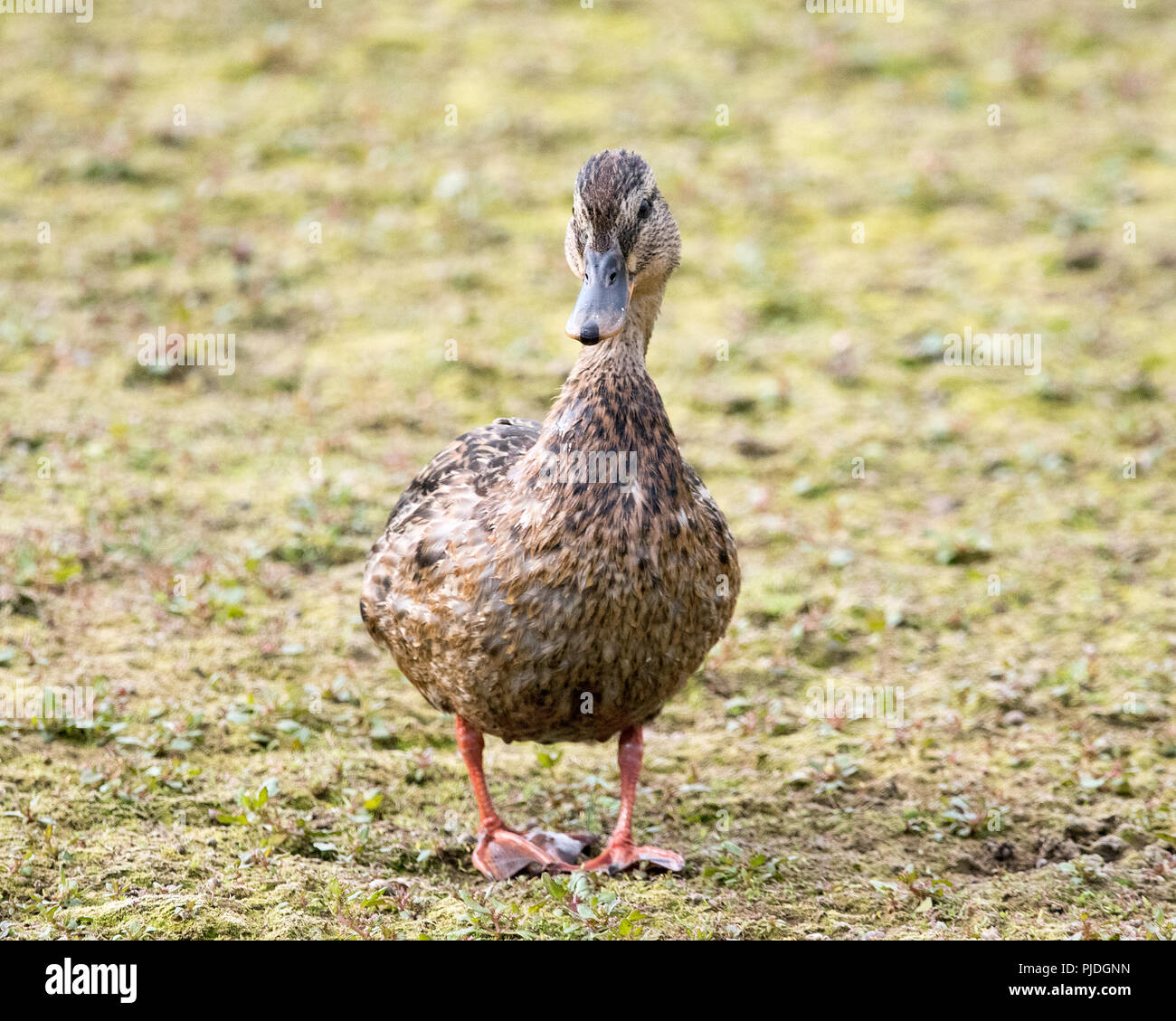 Female Mallard Duck Stock Photo - Alamy