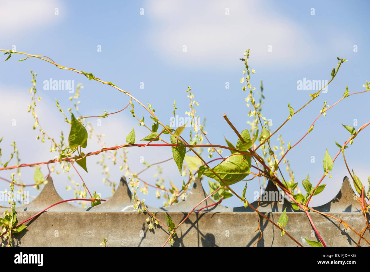 Tree growing around metal fence hi-res stock photography and images - Alamy