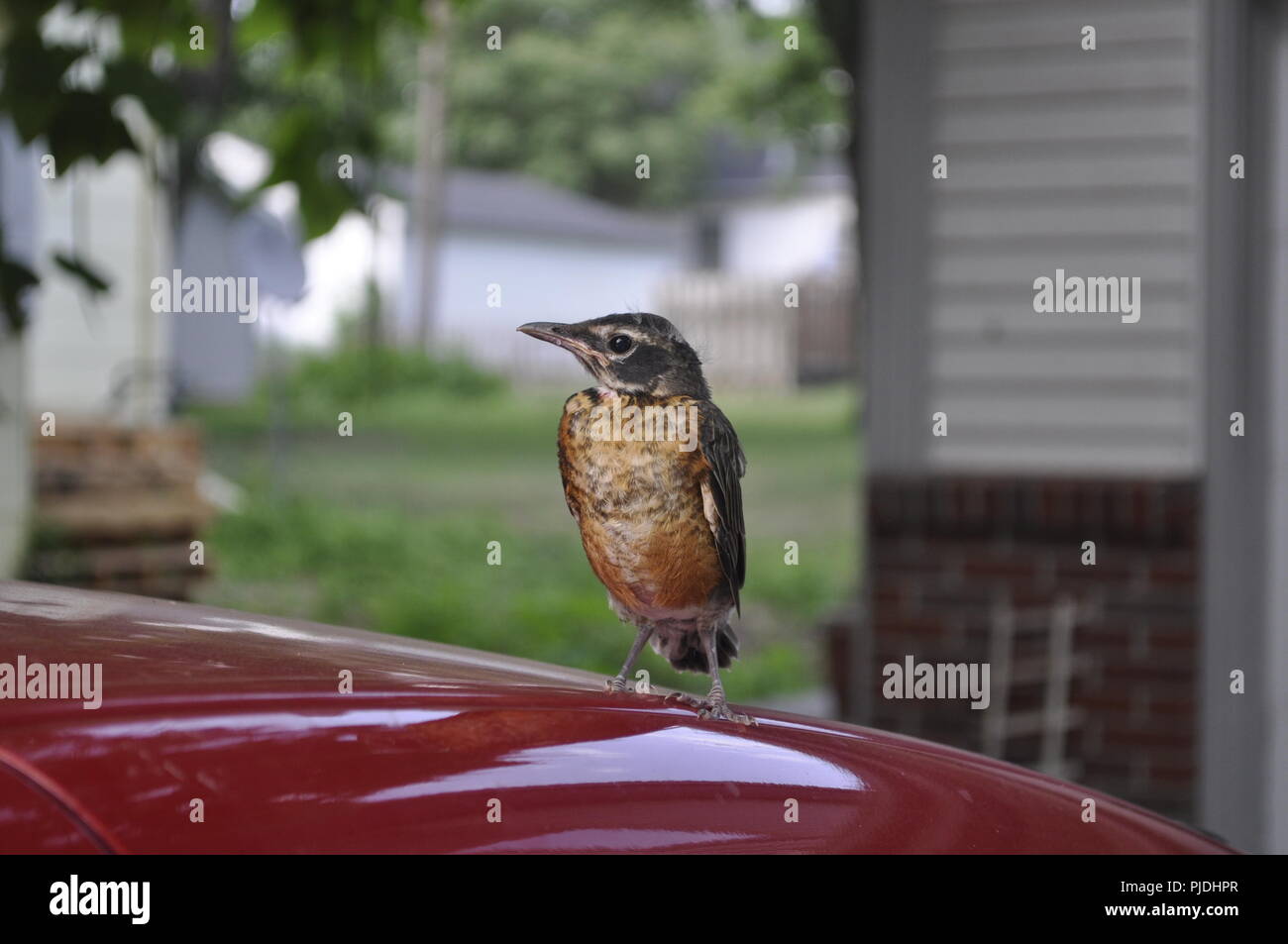 Robin car hi-res stock photography and images - Alamy