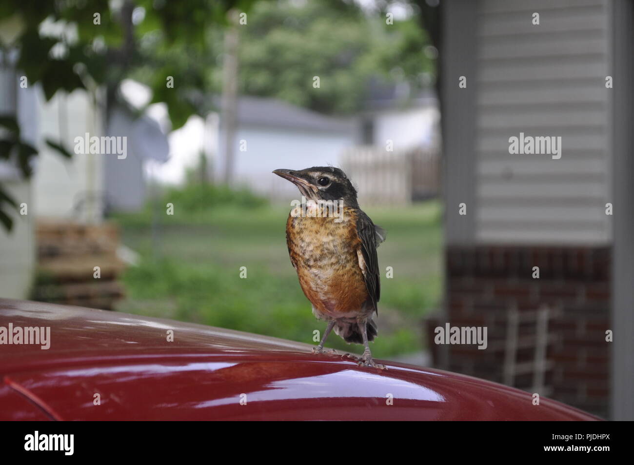 Robin perched on red car Stock Photo - Alamy