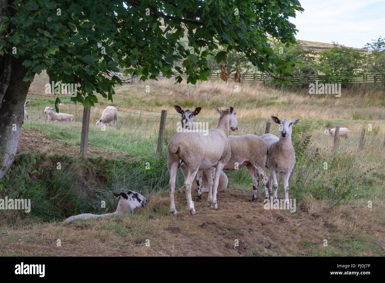 Leicester breed hi-res stock photography and images - Alamy