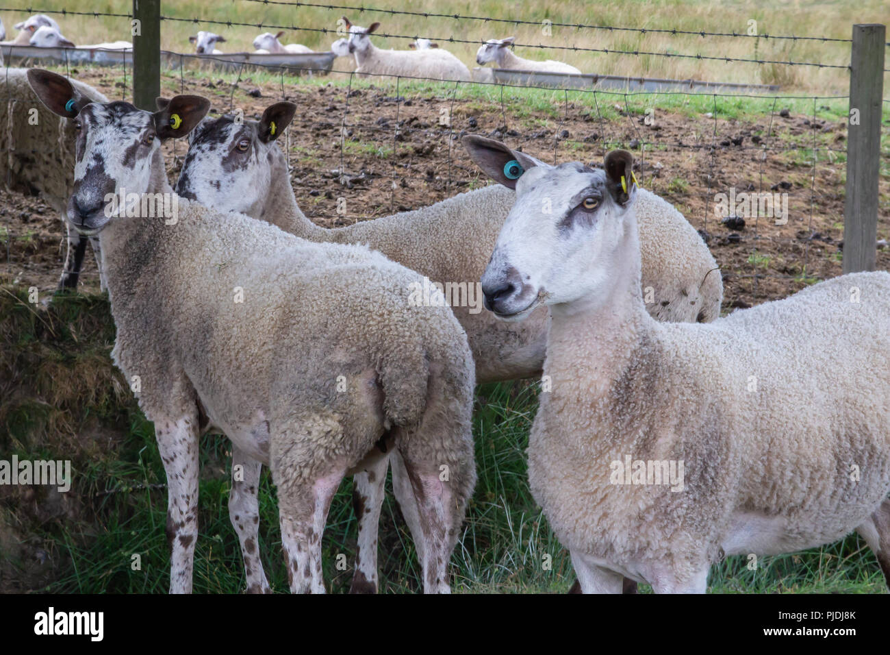 Blue Faced Leicester sheep Stock Photo - Alamy