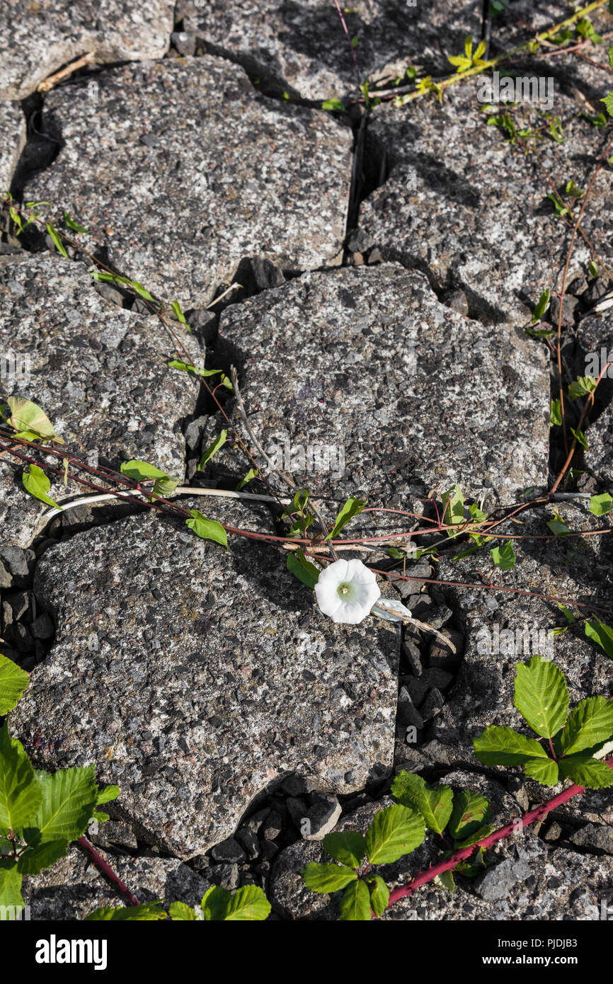 Flower growing between stones hi-res stock photography and images - Alamy