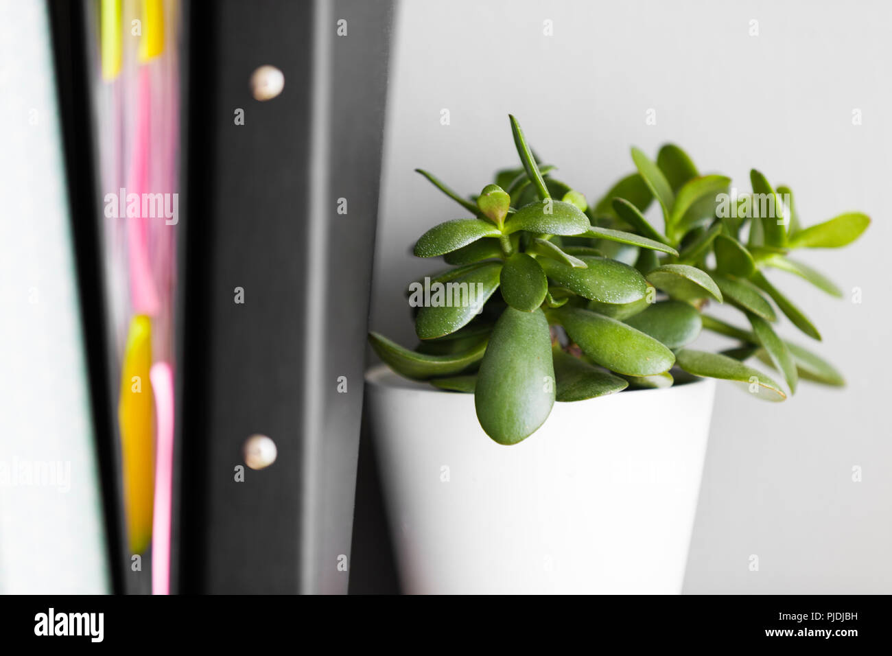 Assorted organized folders held up by potted plant Stock Photo - Alamy