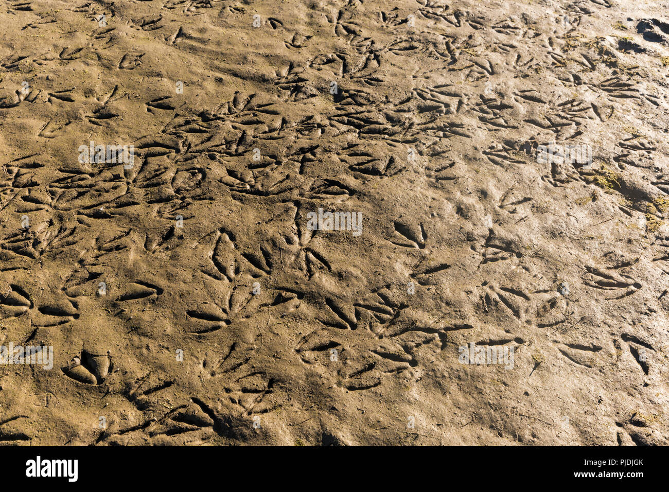 Hundreds of bird foot prints left in the mud on a sunny afternoon Stock ...
