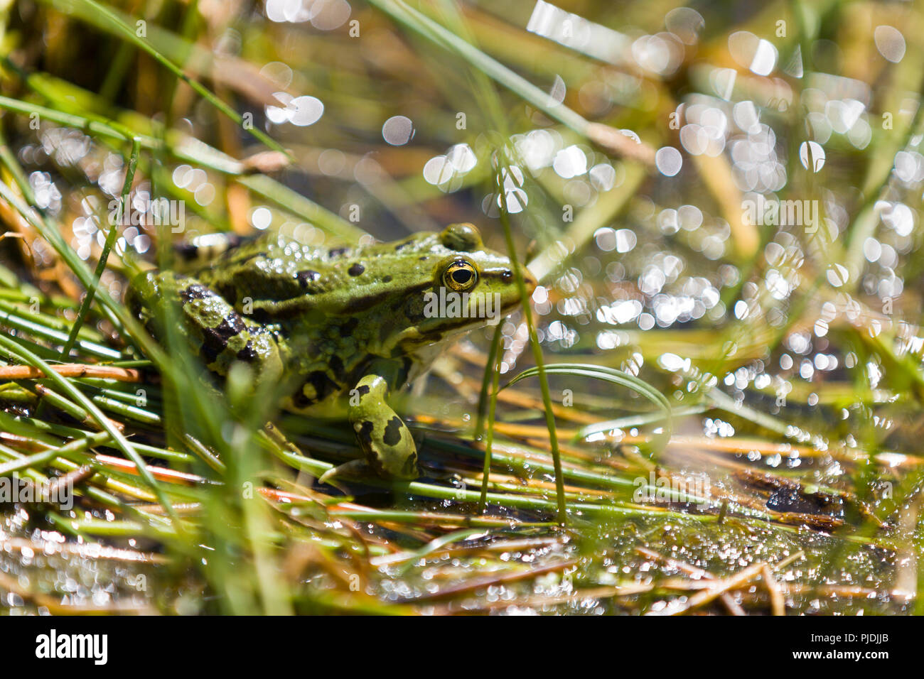 Turtle trap hi-res stock photography and images - Alamy