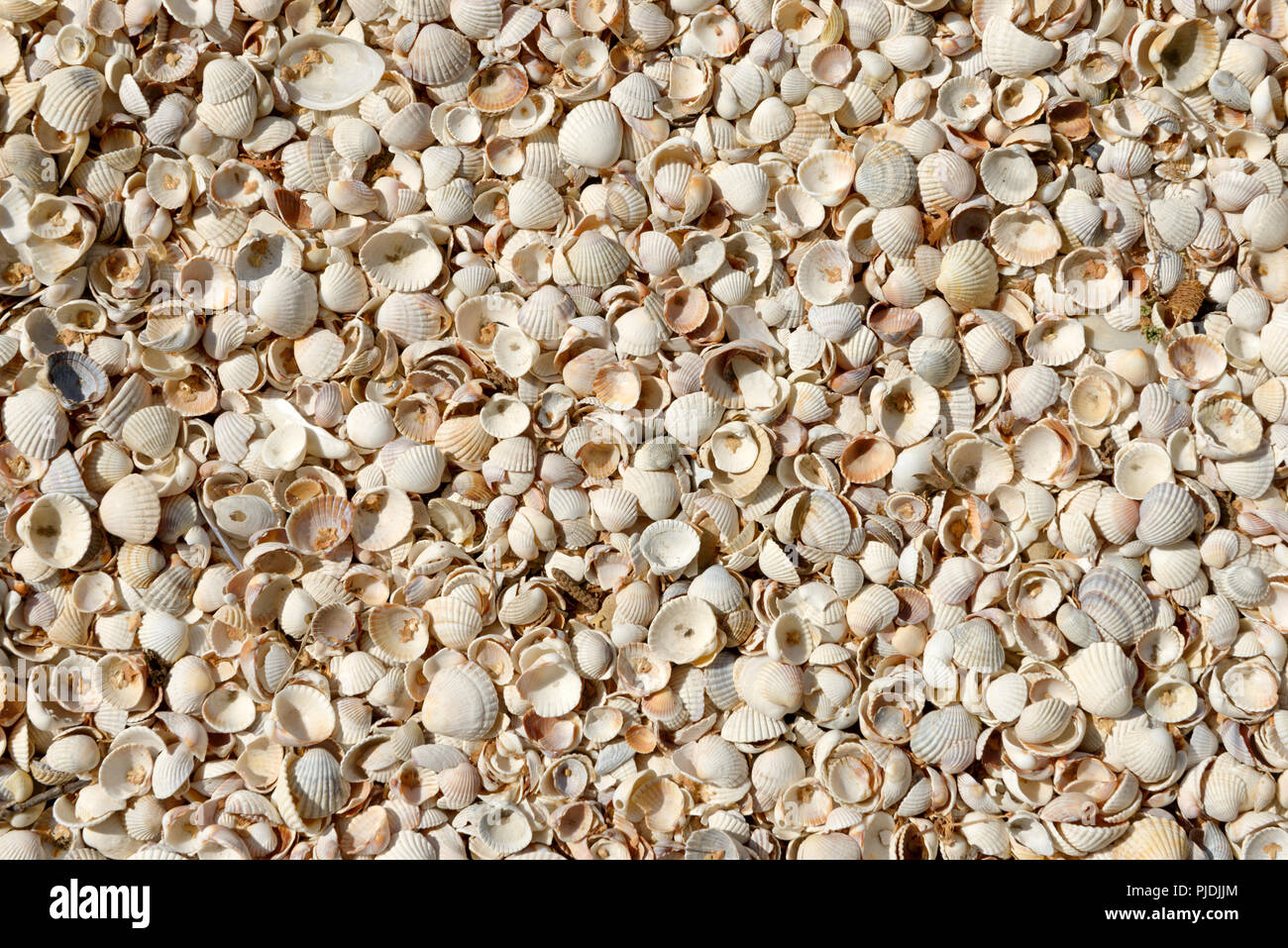 Flat layer of decorative ground cover by cockle-shell as background or ...