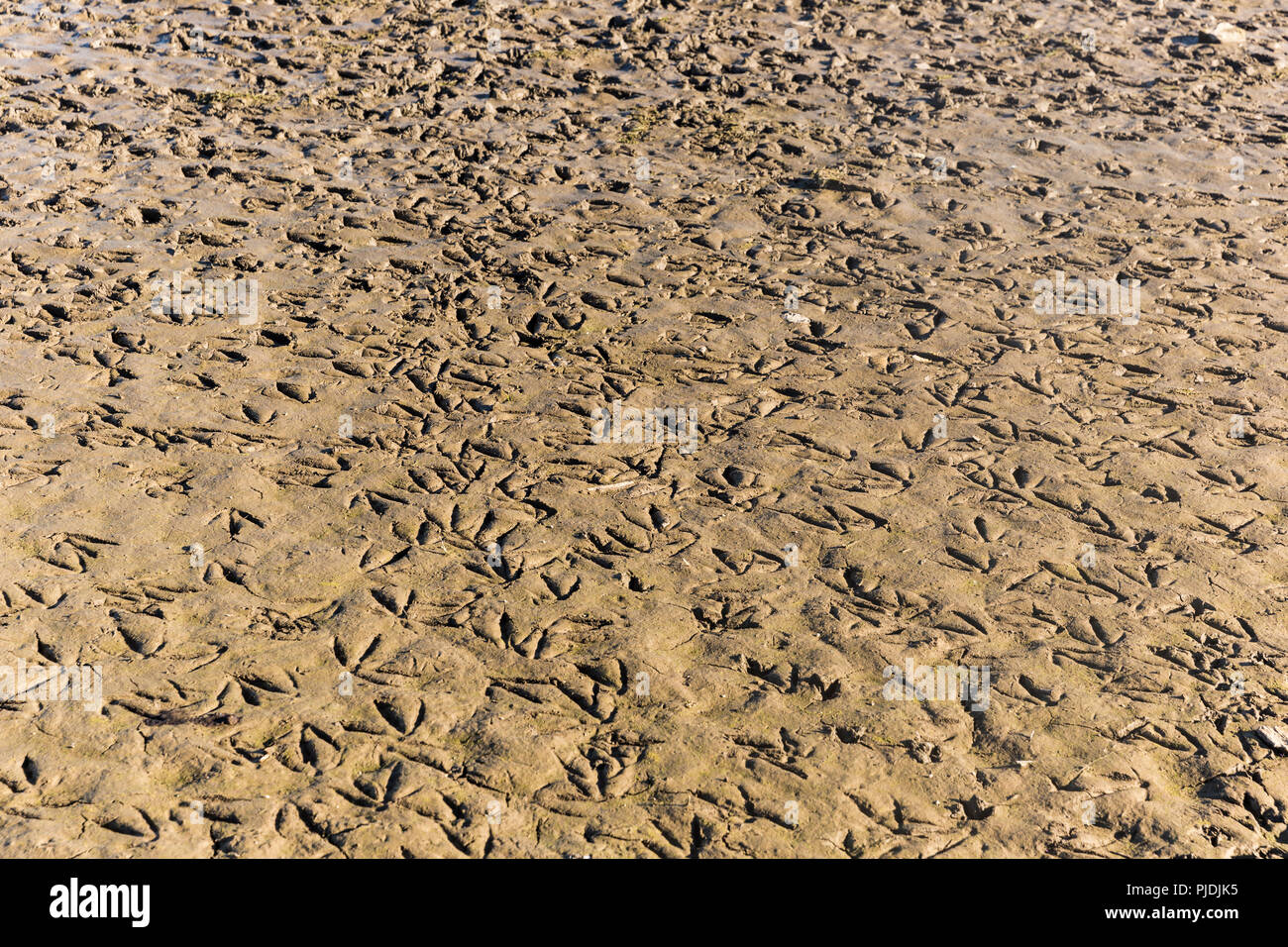 Wet foot prints floor hi-res stock photography and images - Alamy