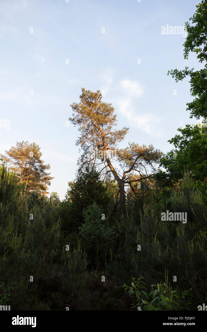 A tree sunbathing in forest afternoon light Stock Photo - Alamy