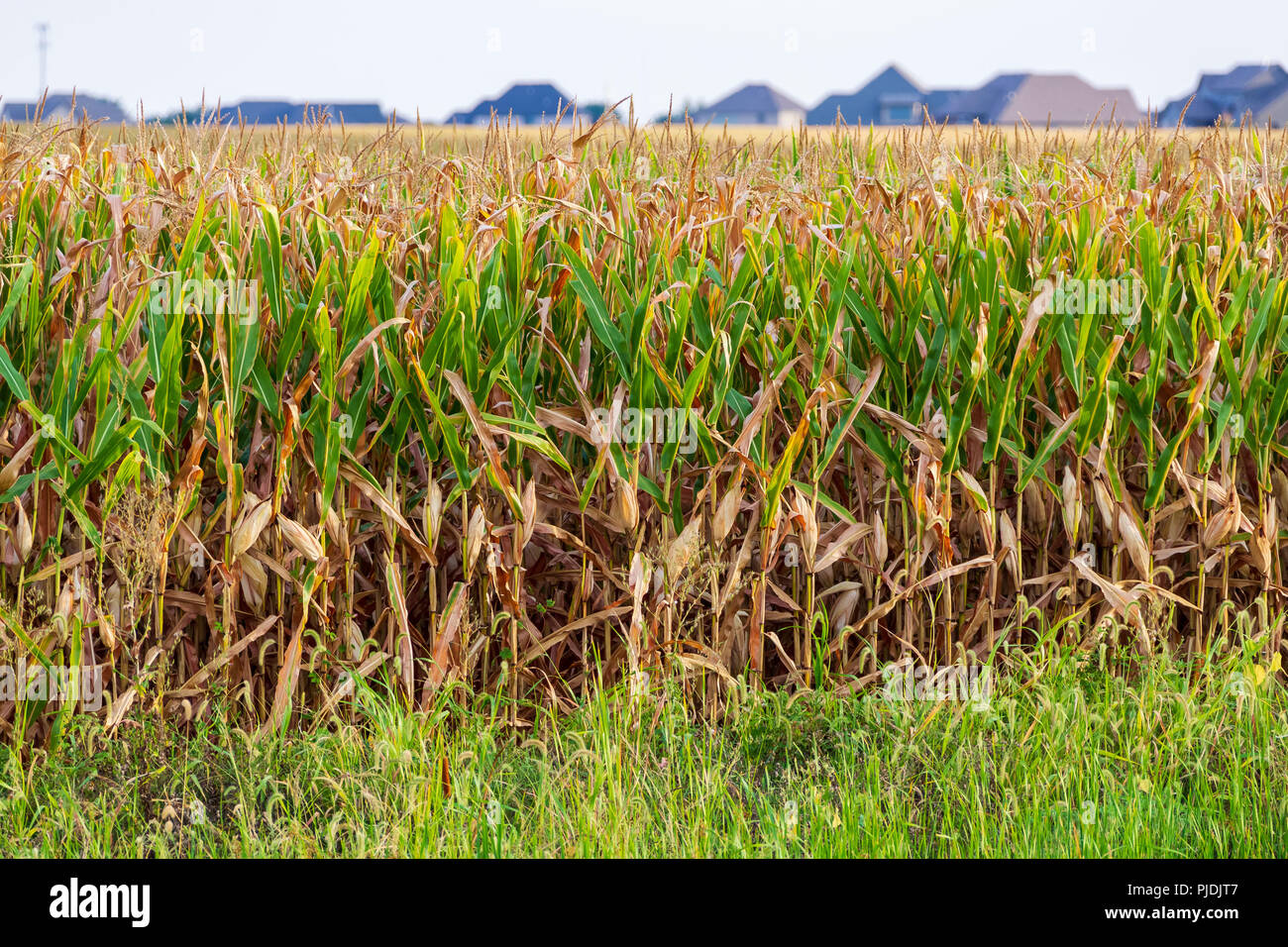a corn field that is almost ready for harvest Stock Photo - Alamy