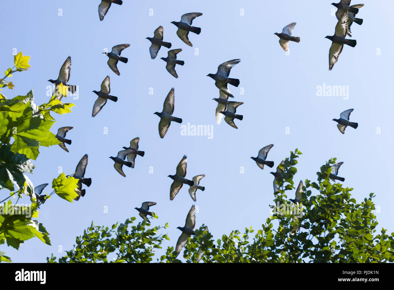 Pigeons flight formation hi-res stock photography and images - Alamy