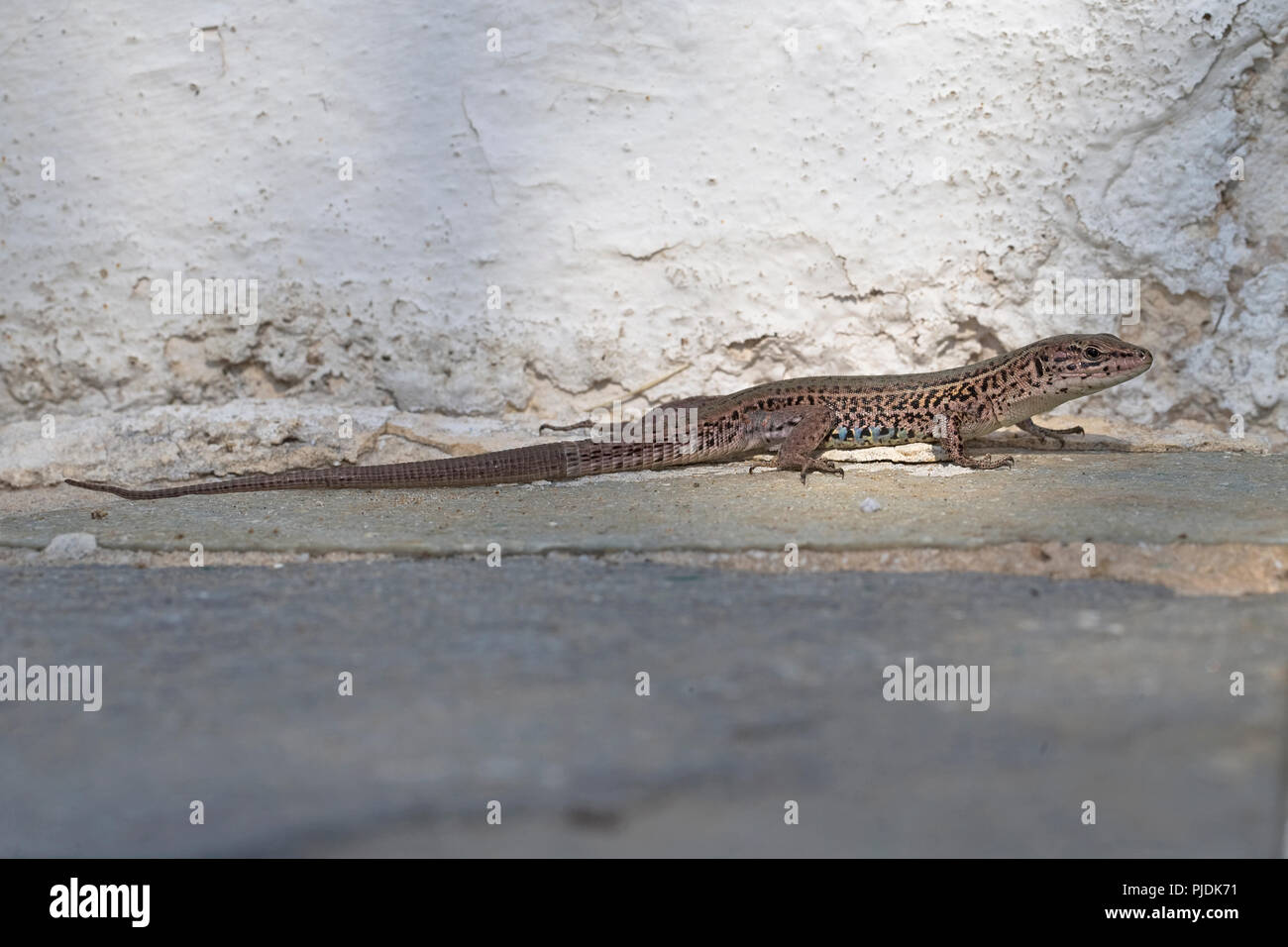 European wall lizards hi-res stock photography and images - Alamy