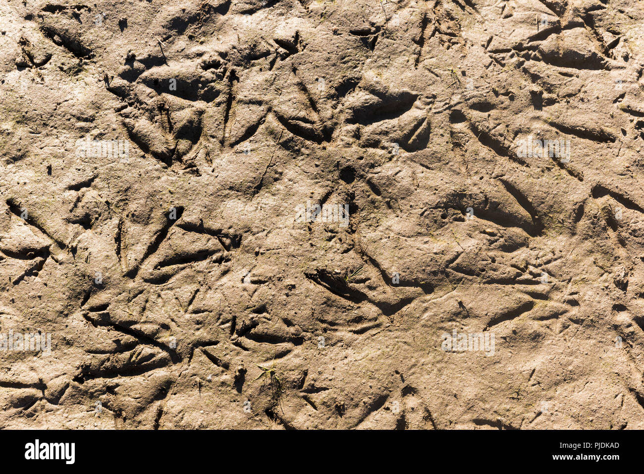 Animal footprints in dry mud hi-res stock photography and images - Alamy