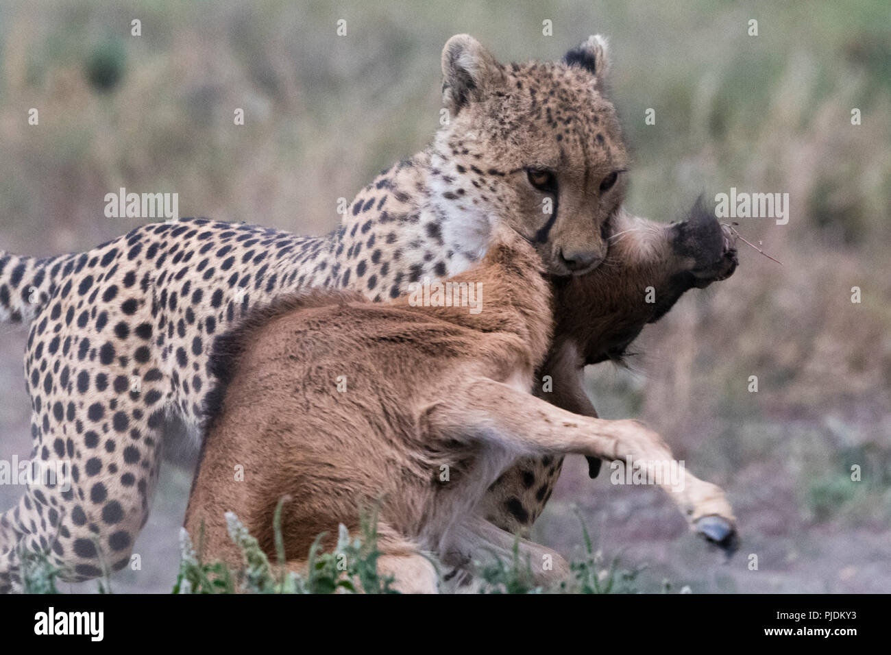 Cheetah Hunting Wildebeest