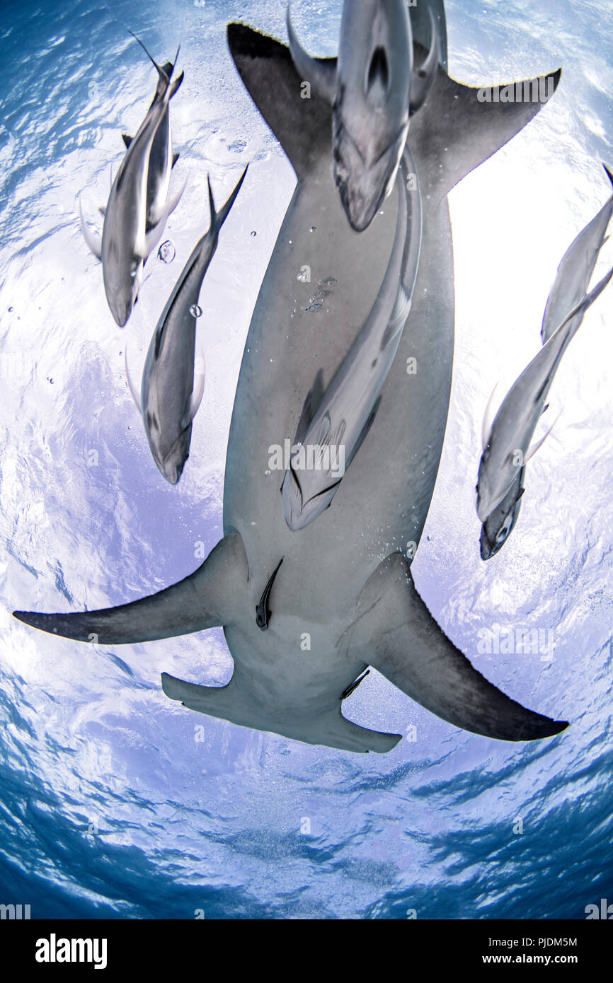 Great hammerhead shark, Alice Town, Bimini, Bahamas Stock Photo - Alamy