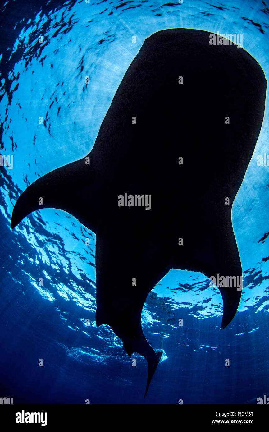 Blue Whale Eye Close Up High Resolution Stock Photography and Images ...