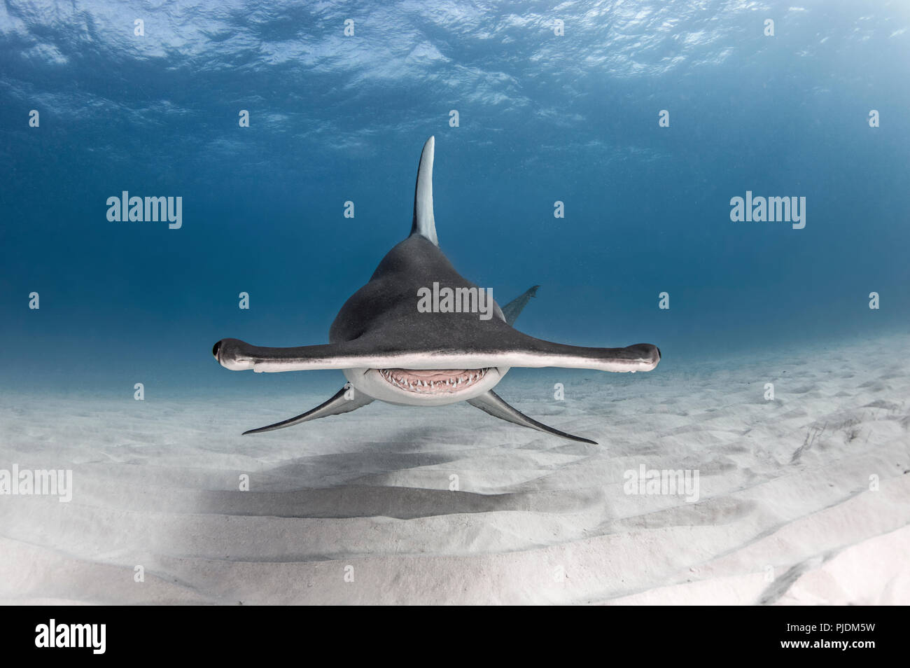 Great hammerhead shark, Alice Town, Bimini, Bahamas Stock Photo - Alamy
