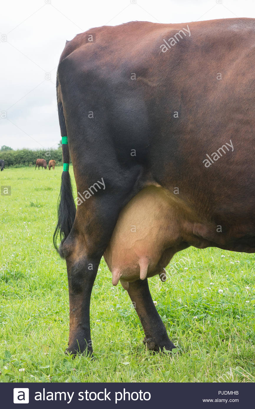 Dairy Cow Side View High Resolution Stock Photography and Images - Alamy
