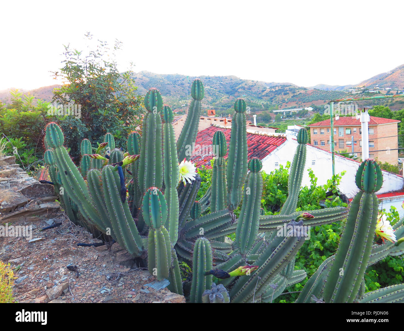 Large clump of Budding cactus flowers in Andalusian countryside Stock ...