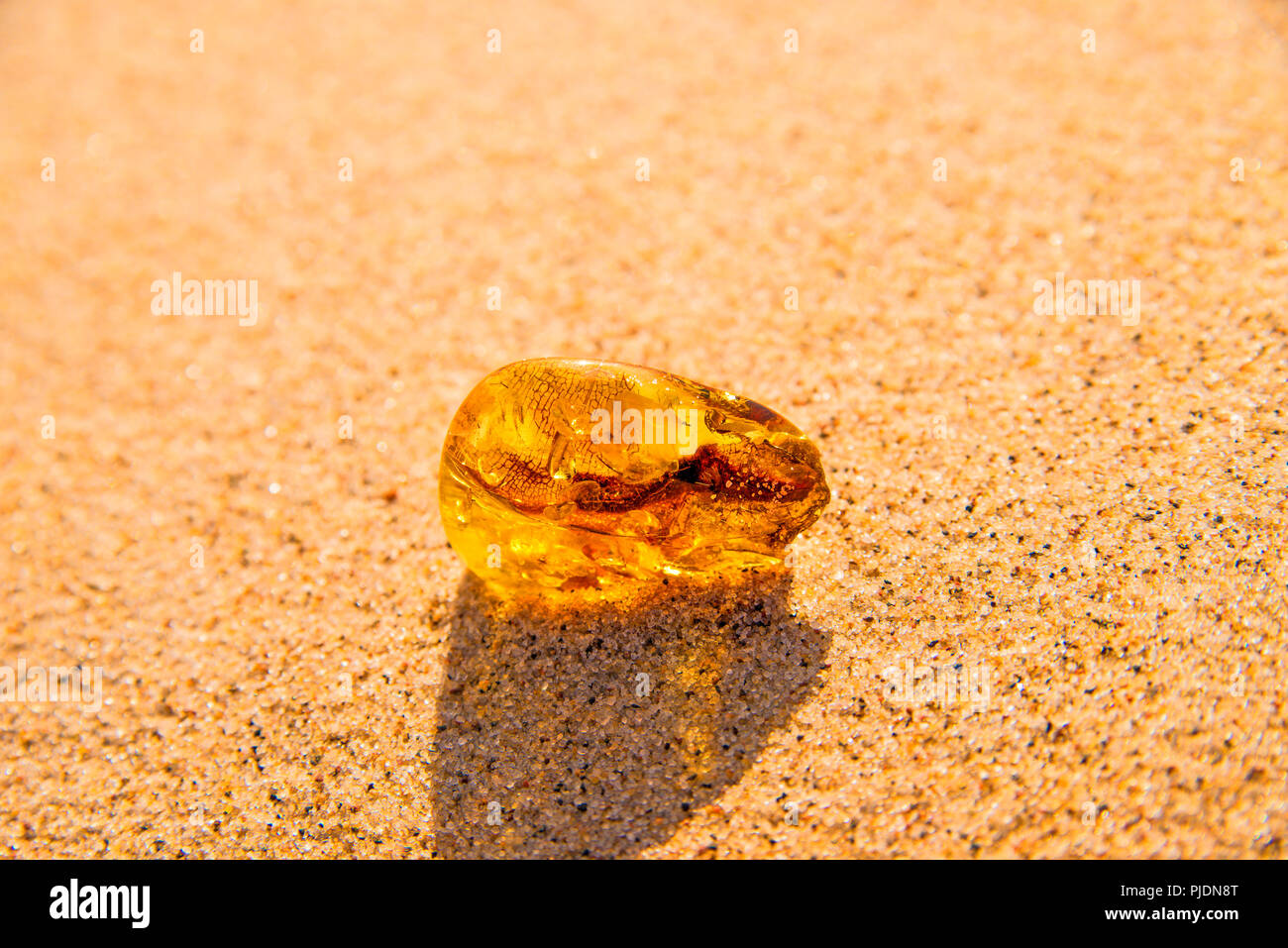 amber on a beach of the Baltic sea Stock Photo - Alamy