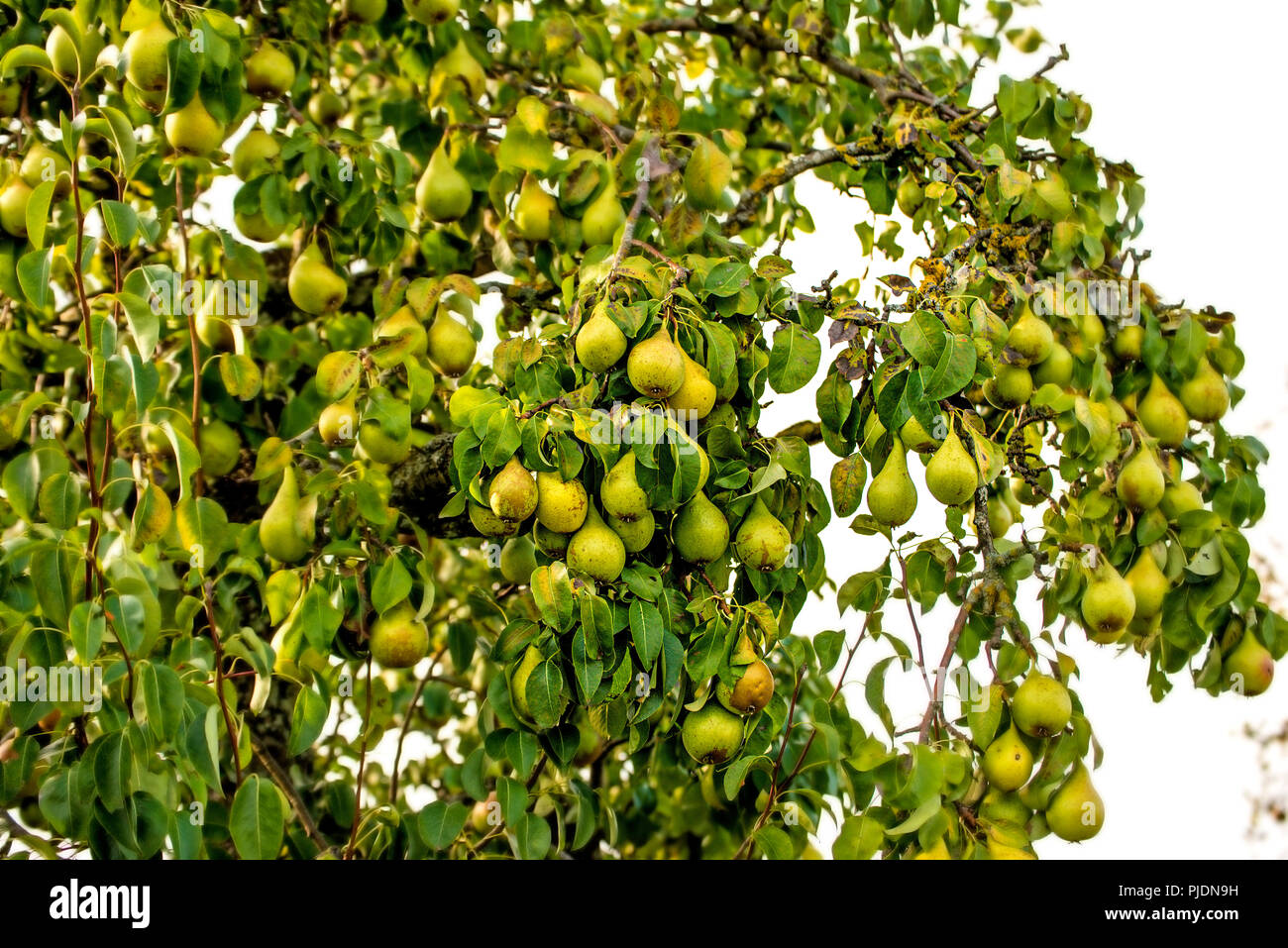 pears on a tree Stock Photo - Alamy
