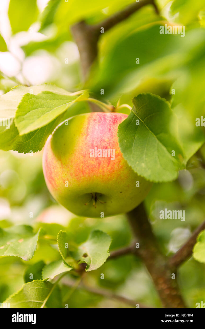 Apple hanging from tree hi-res stock photography and images - Alamy