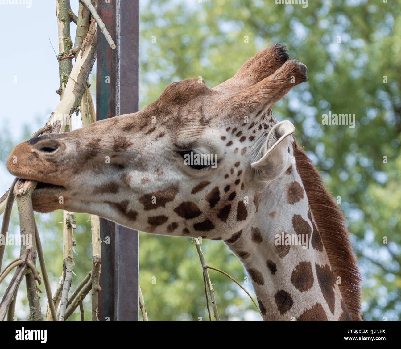 Portrait of a giraffe eating a tree branch at the zoo Stock Photo - Alamy