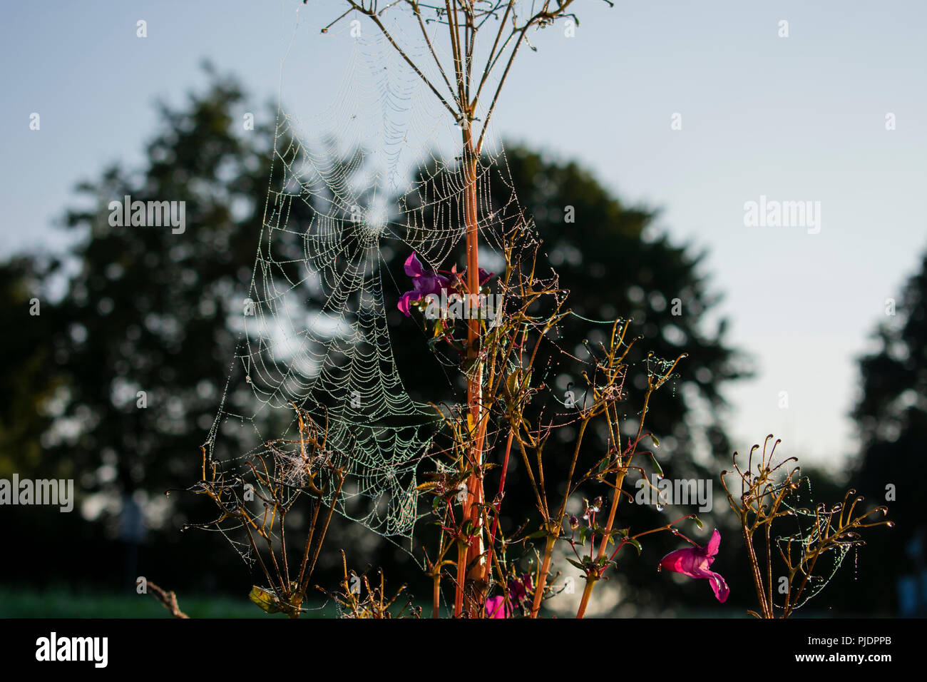 Spider web on Indian balsam (ImpÃ¡tiens glandulÃ­fera) with morning dew ...