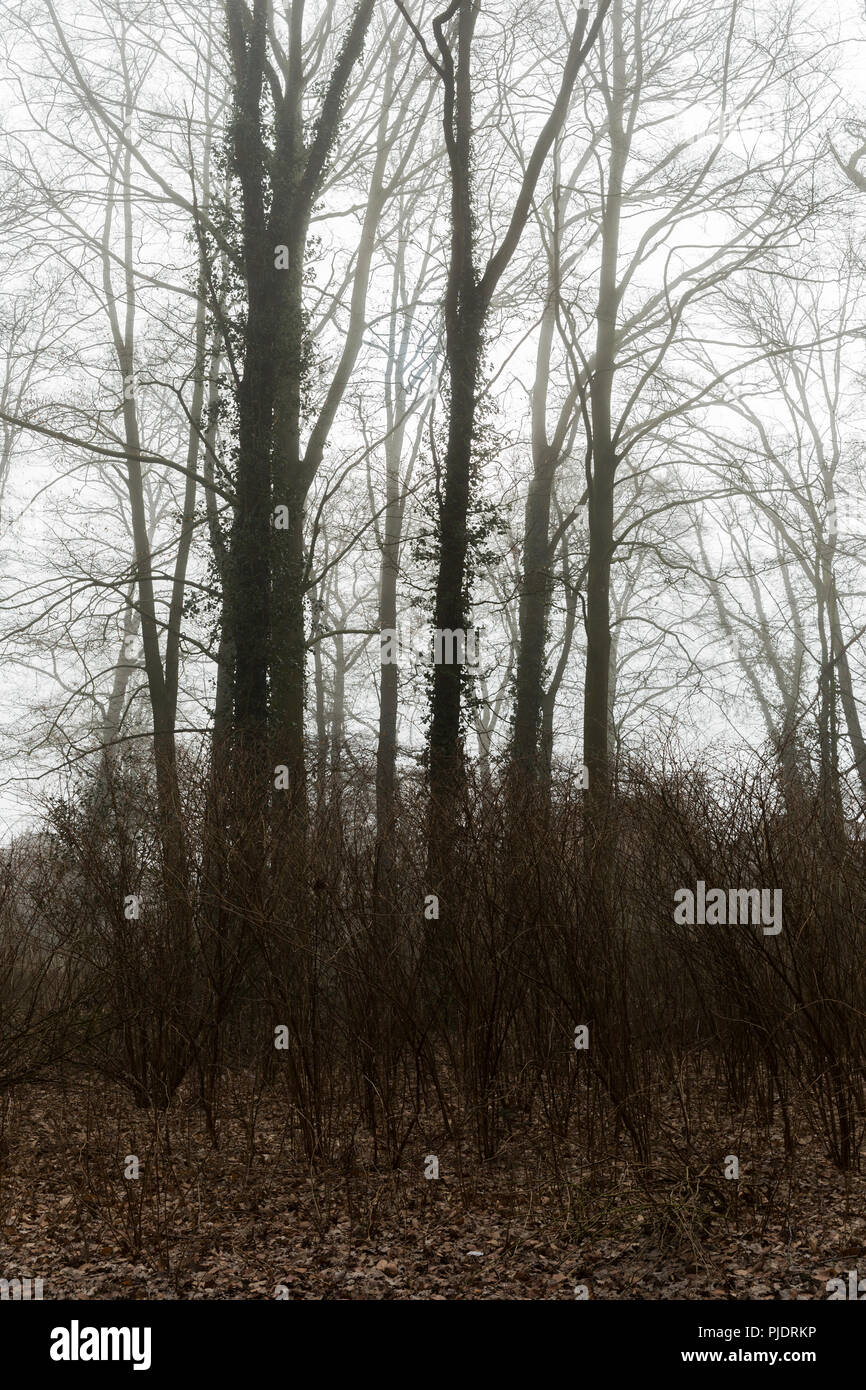 Ominous forest landscape with misty surrounding Stock Photo - Alamy