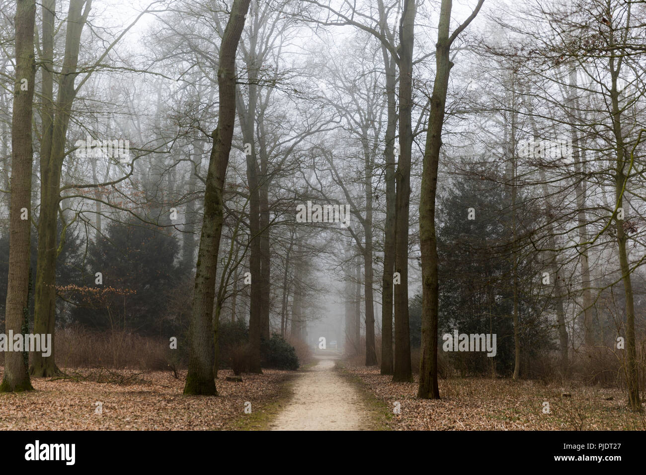 Foggy forest pathway leading into distance Stock Photo - Alamy Foggy forest pathway leading into distance Stock Photo - Alamy