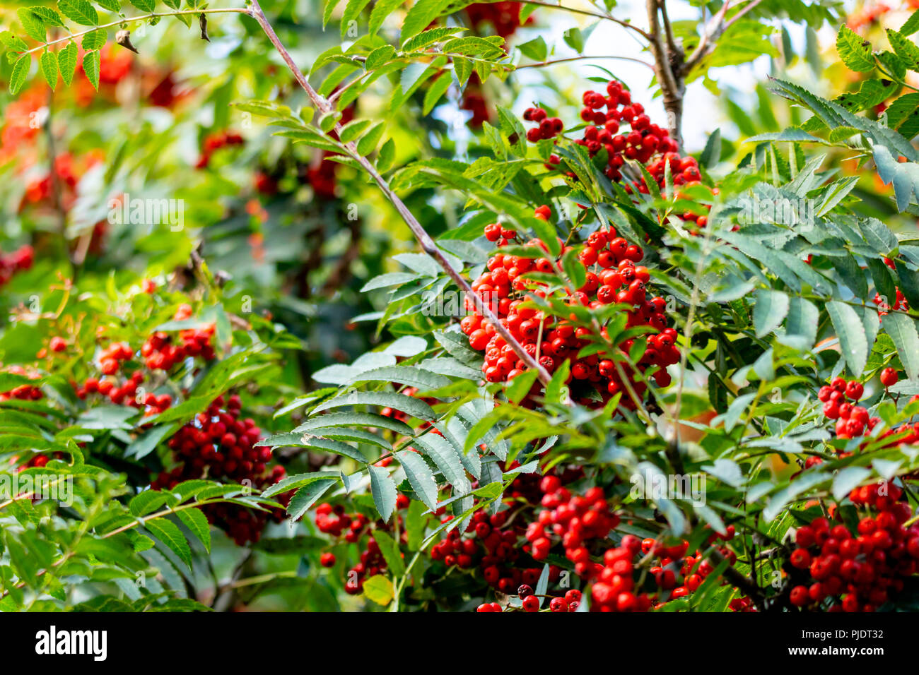 Ash tree with wild red berries on a sunny summers day in Scotland Stock ...