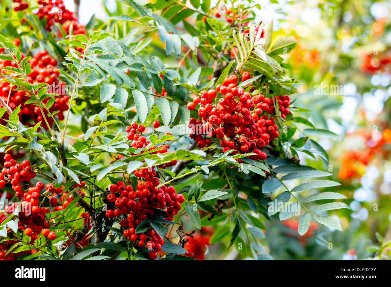 Ash tree with wild red berries on a sunny summers day in Scotland Stock ...