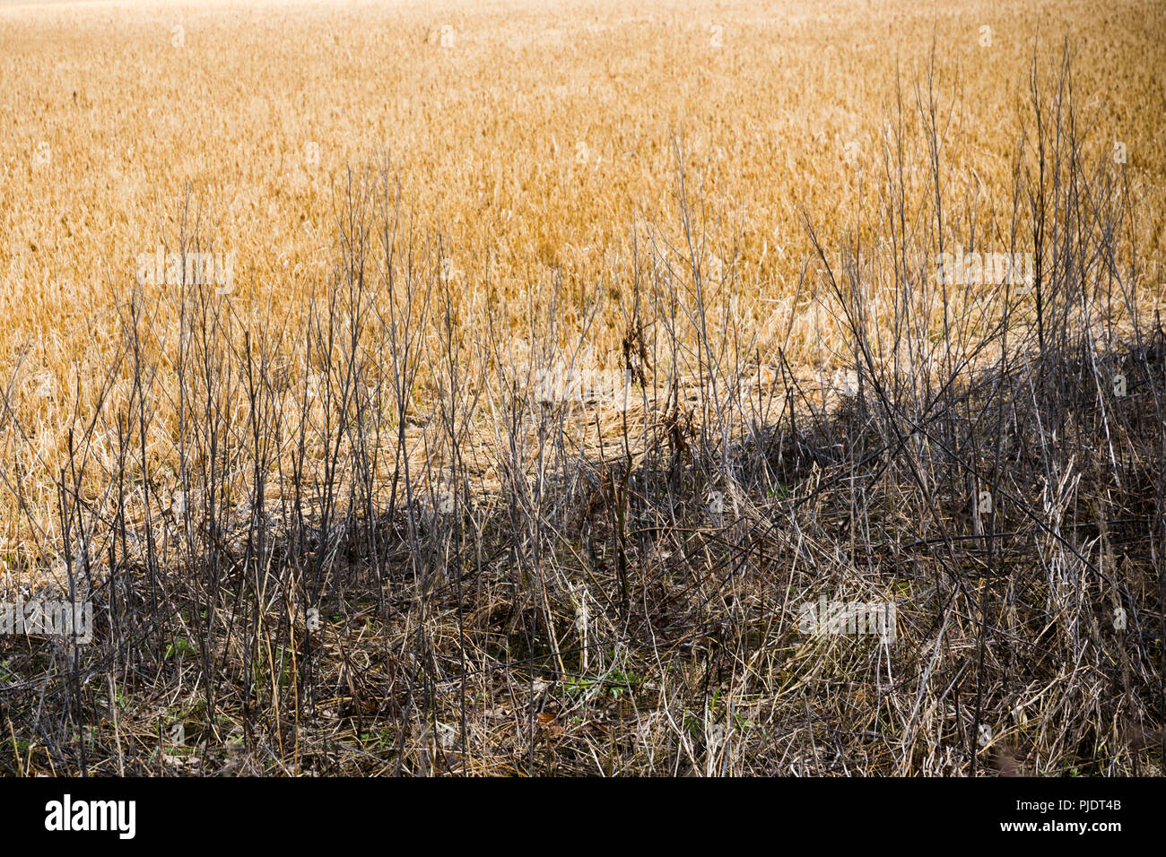 Golden hay field paddock hi-res stock photography and images - Alamy