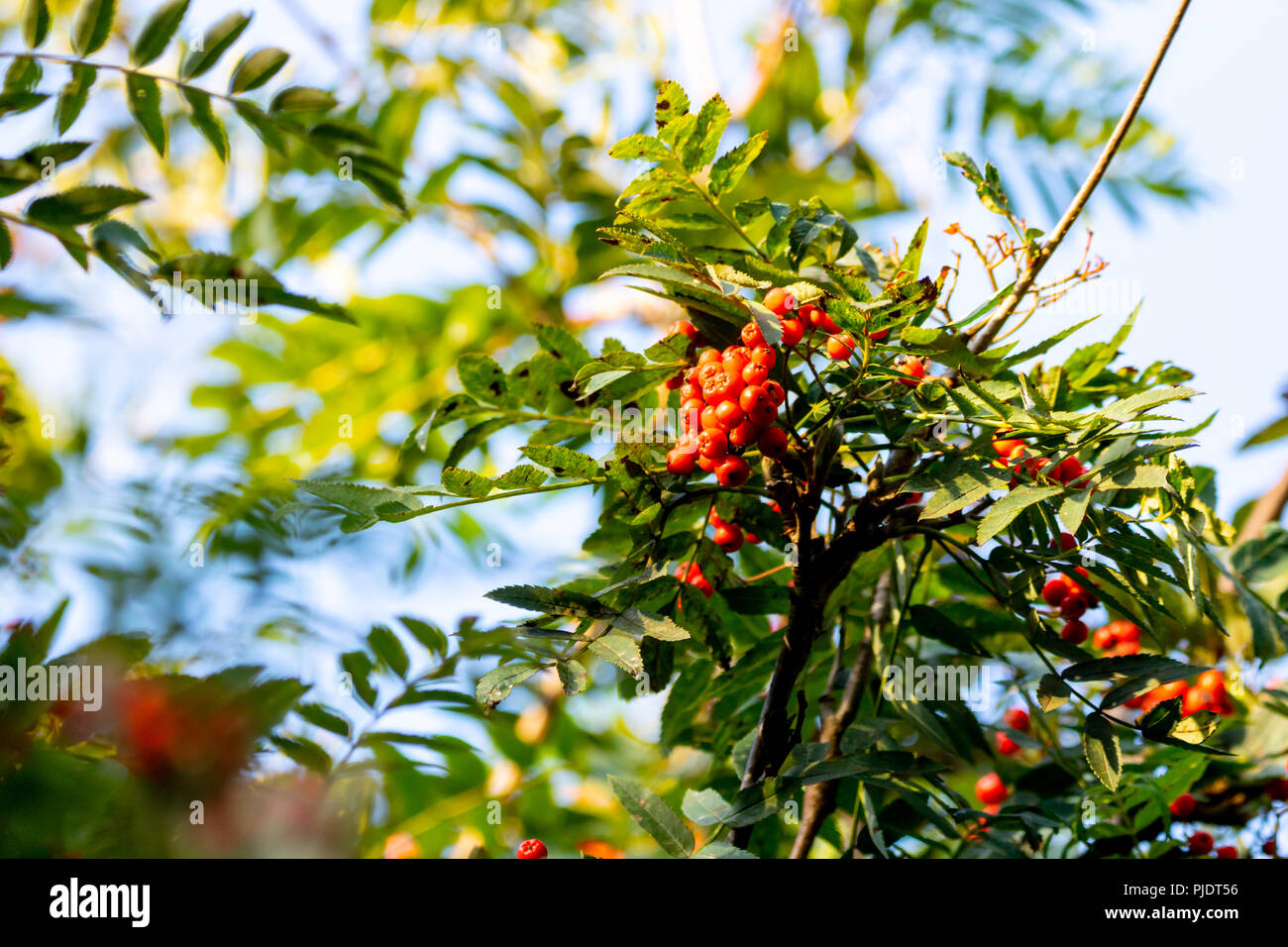 Ash tree with wild red berries on a sunny summers day in Scotland Stock ...