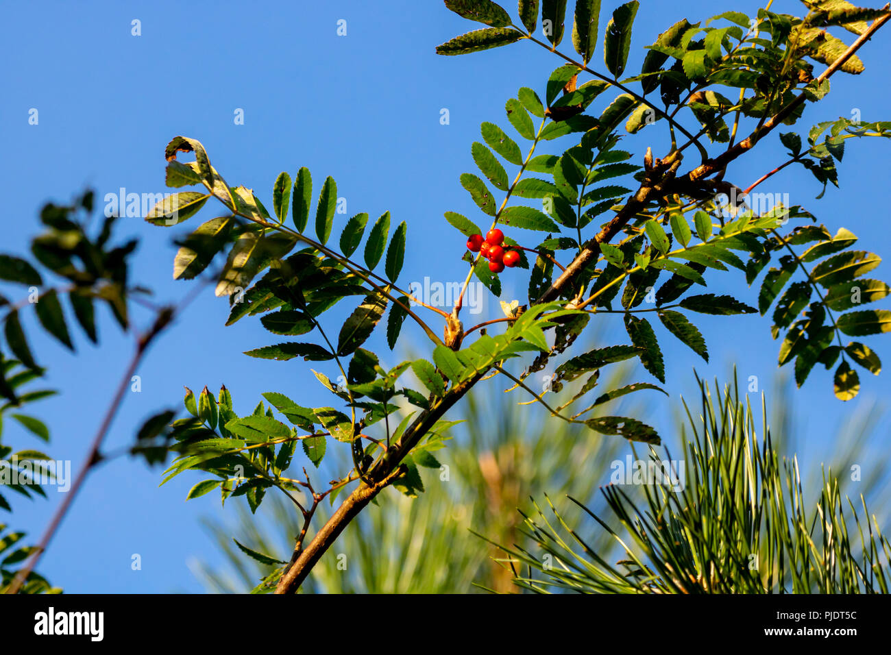 Ash tree with wild red berries on a sunny summers day in Scotland Stock ...