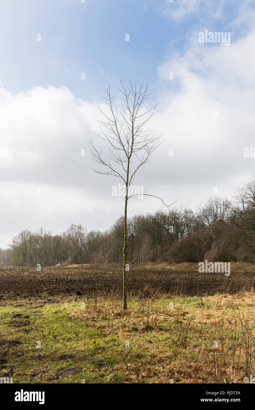Lonely tree standing in open field Stock Photo - Alamy