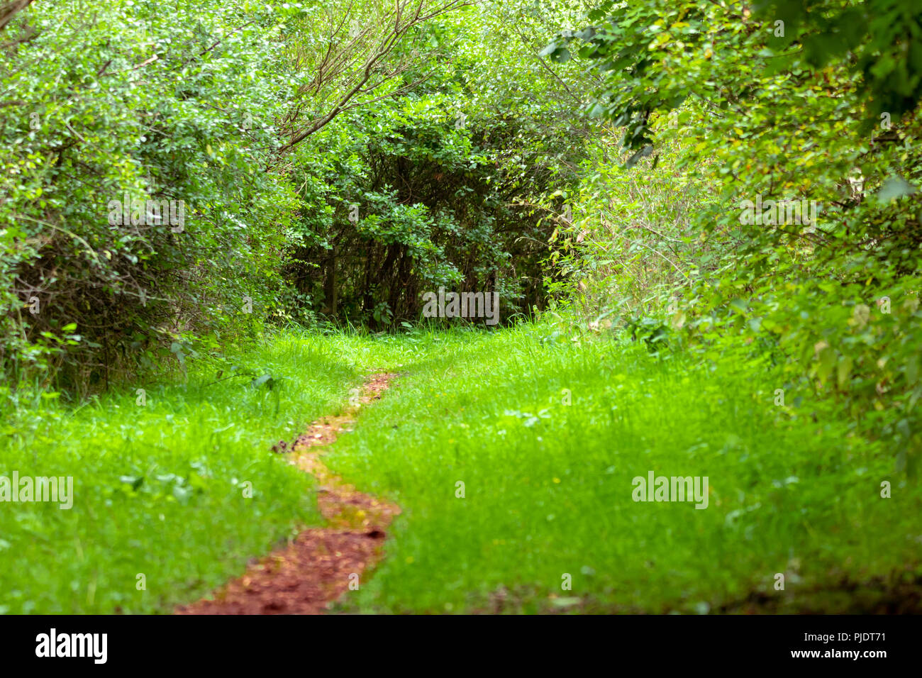 Dirt path through the woods hi-res stock photography and images - Alamy
