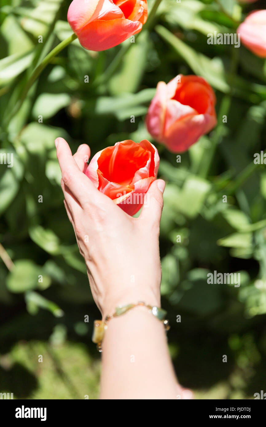 Girl's hand reaching for flowers hi-res stock photography and images ...