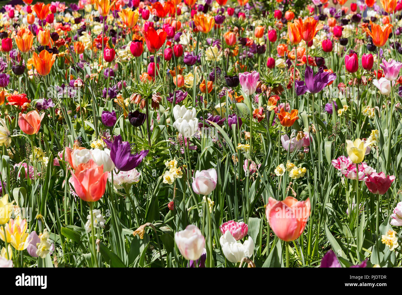 Different coloured tulips hi-res stock photography and images - Alamy