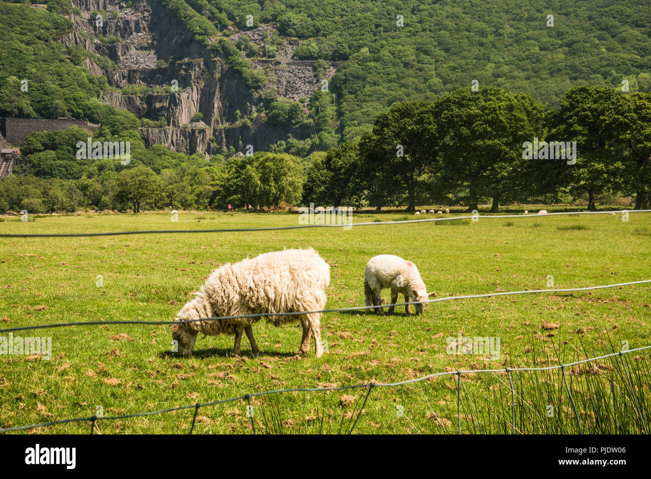 The valleys wales sheep hi-res stock photography and images - Alamy
