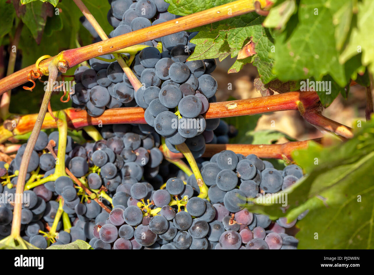 Cultivation of grapes destined to the production of the famous Rioja ...
