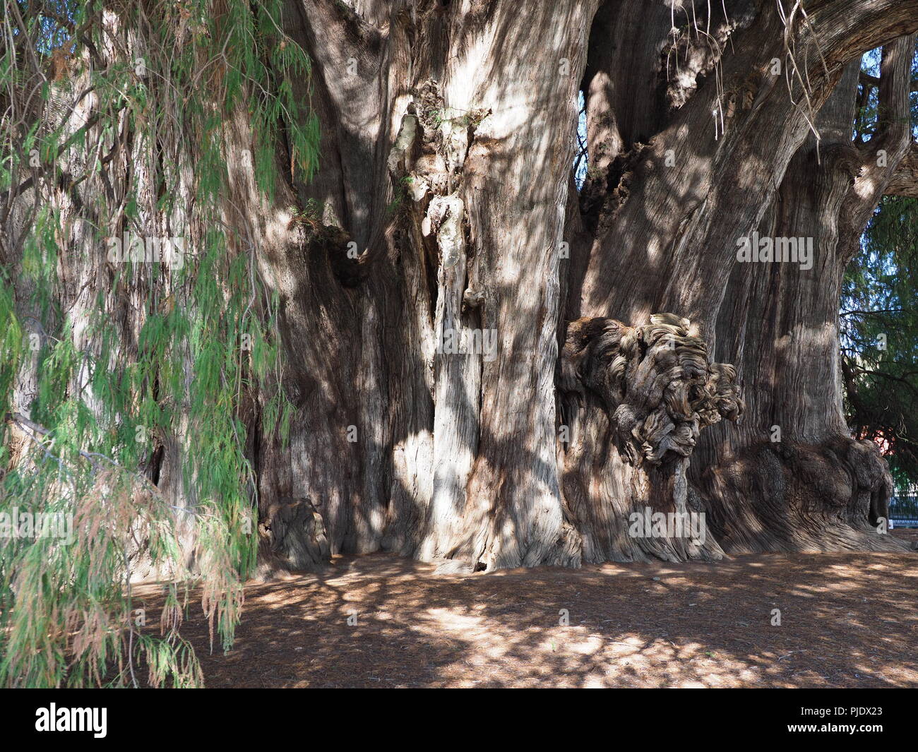 View to stoutest trunk of the world of big Montezuma cypress tree at ...