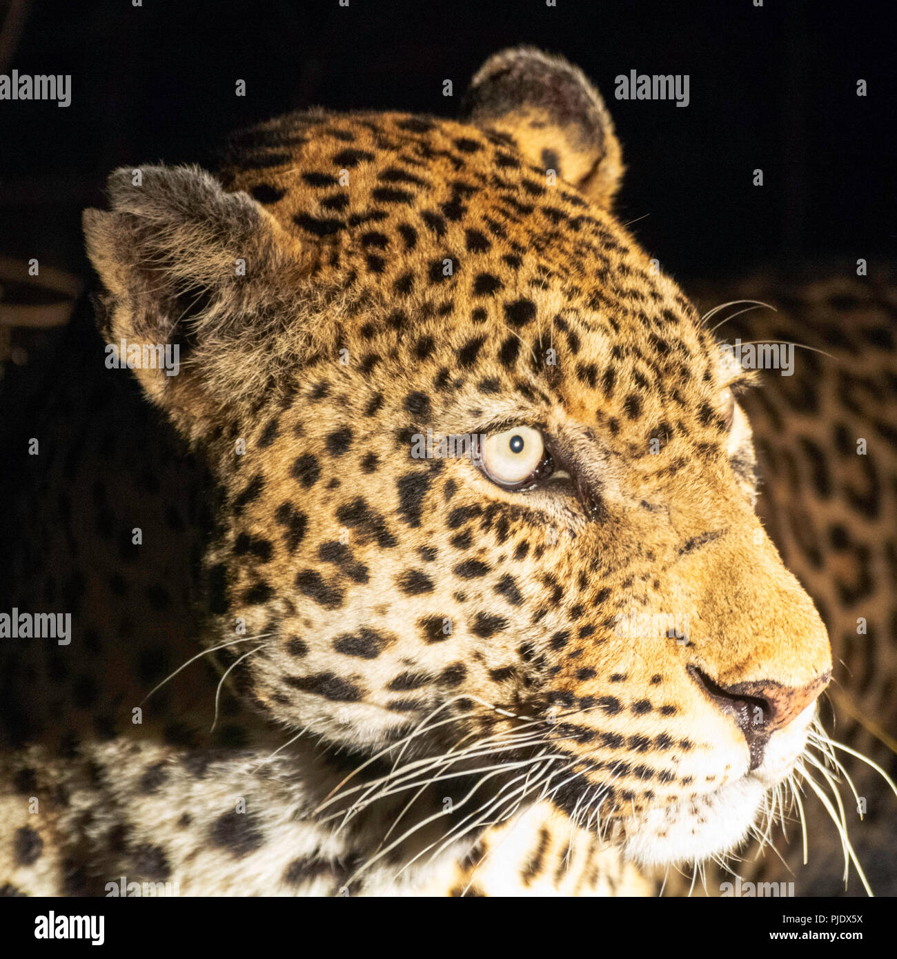 How transval High Resolution Stock Photography and Images - Alamy