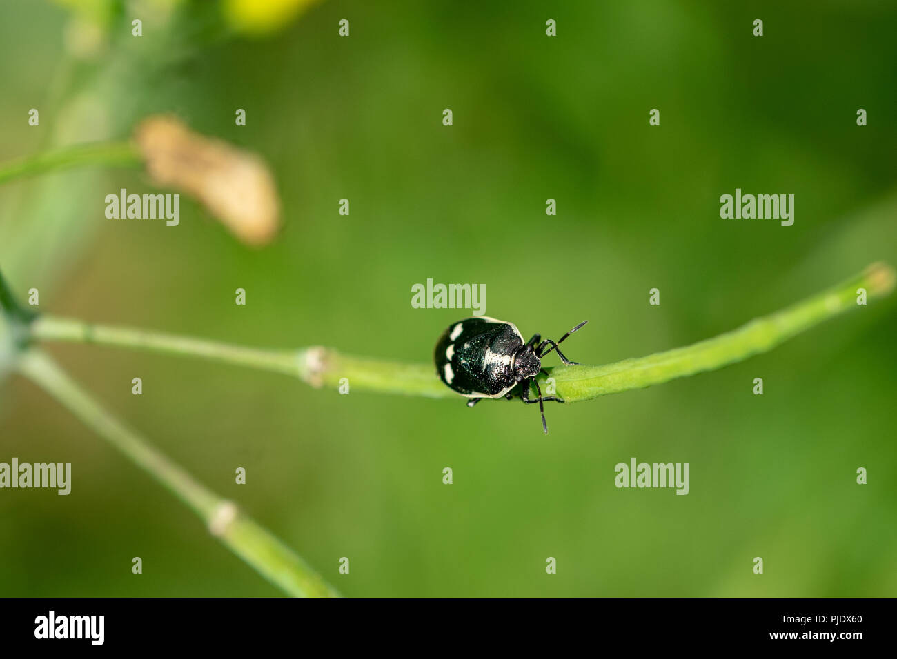 Black and white shield bug (Eurydema oleracea) also known as the ...