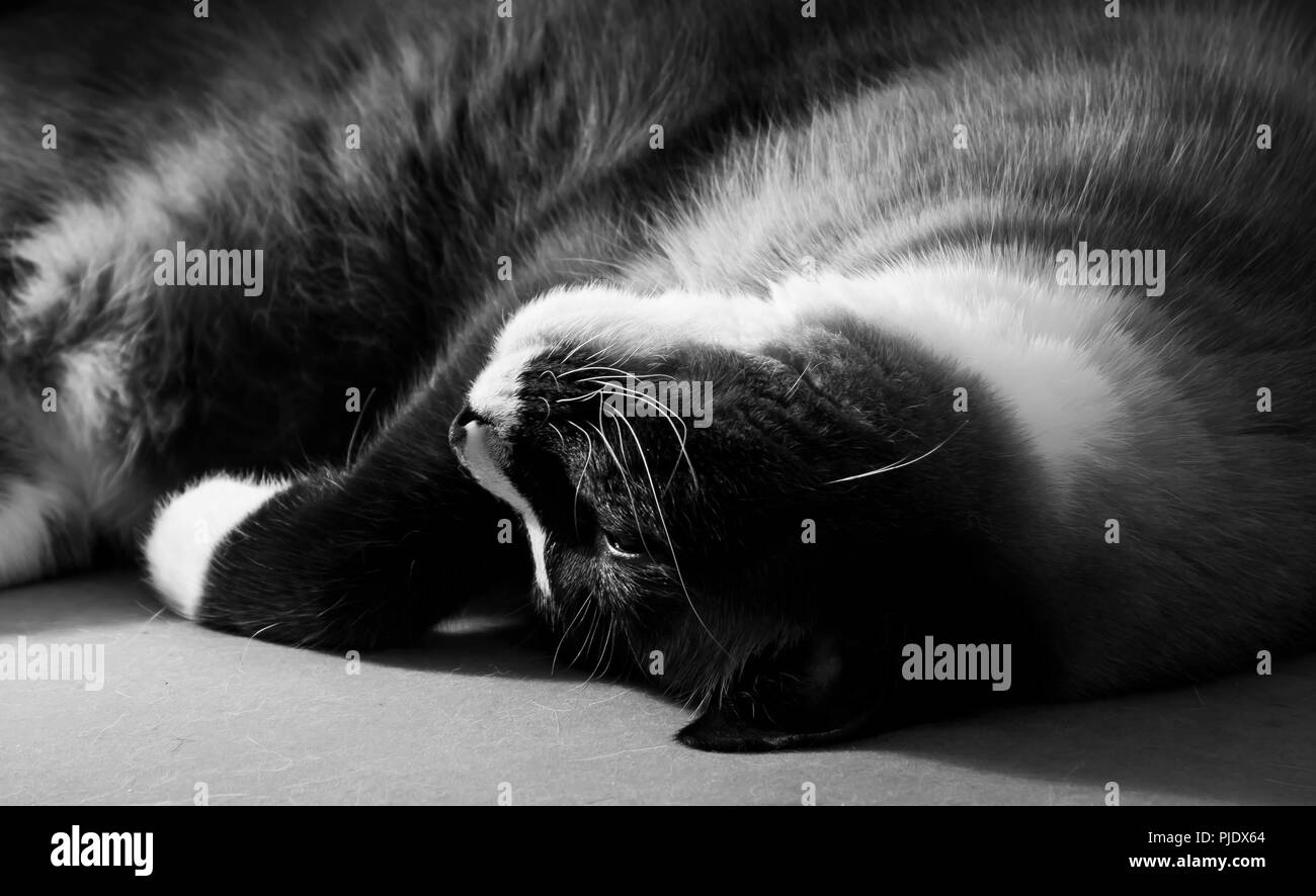 Cat nap hi-res stock photography and images - Alamy