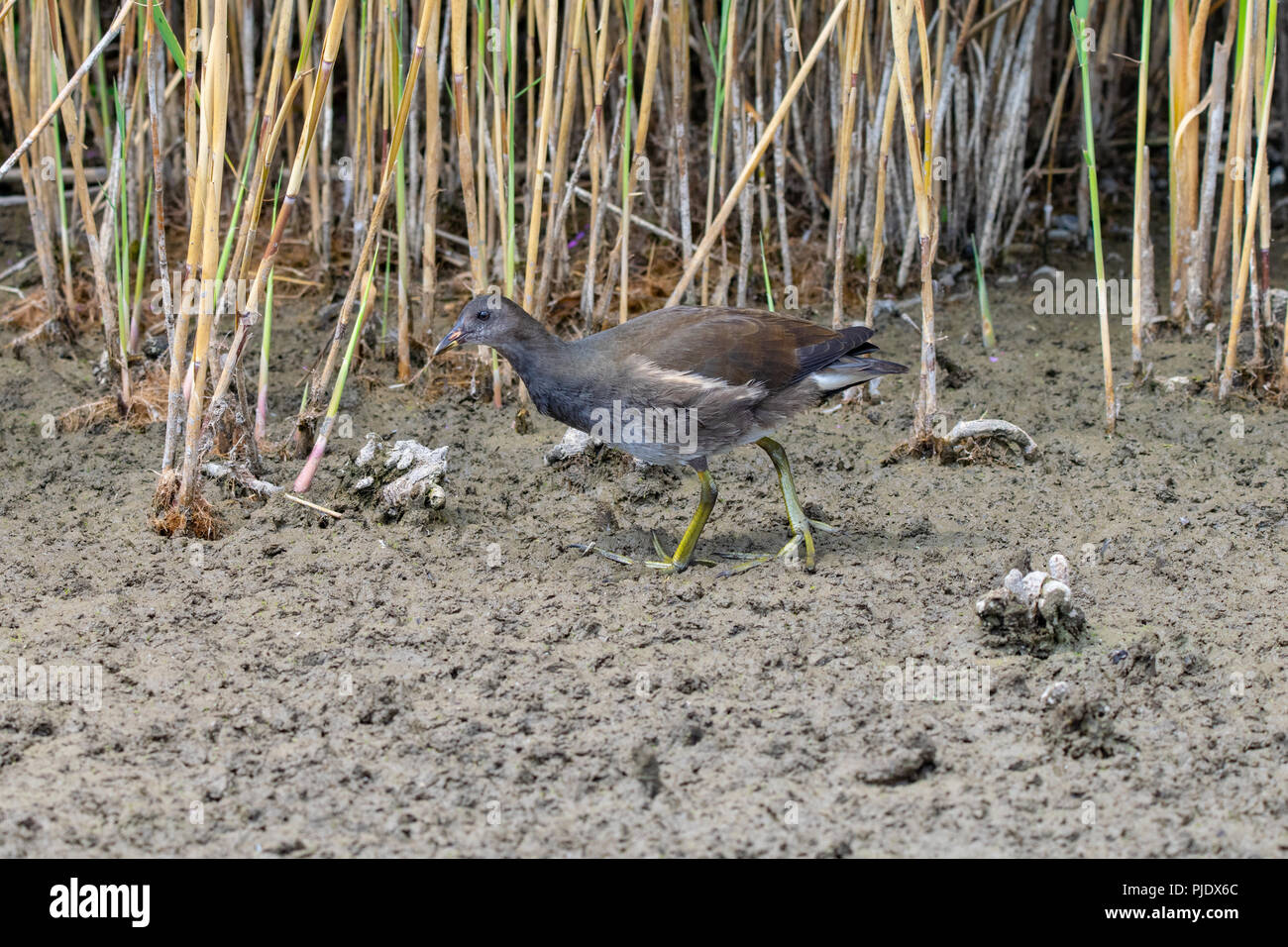 Older moorhen duckling (Gallinula chloropus) walking through dried up ...