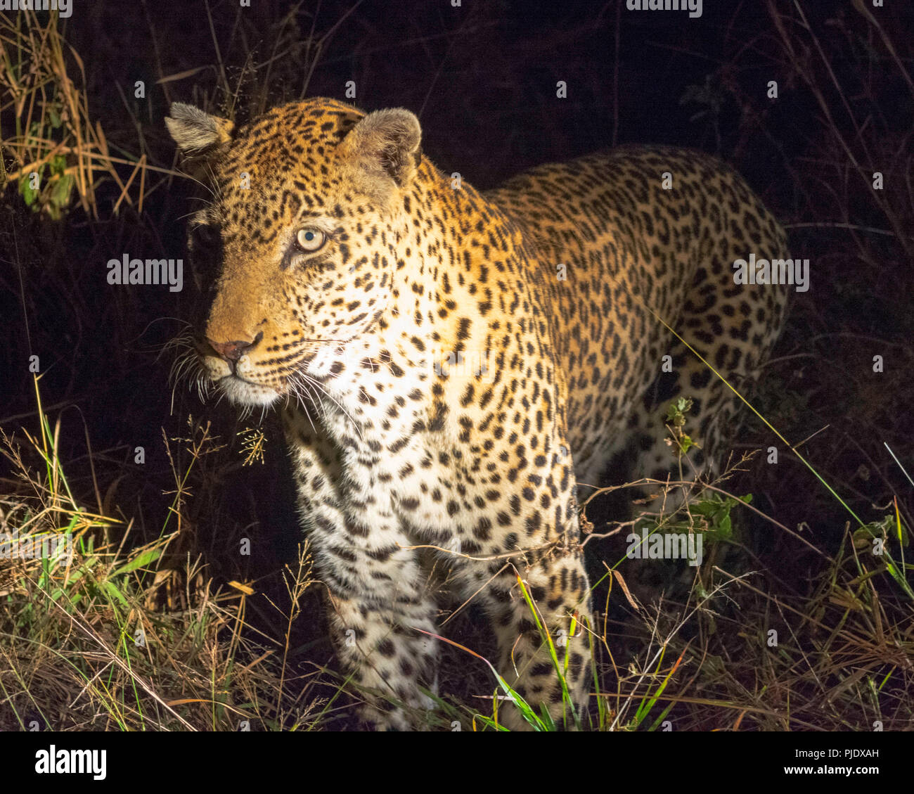 South african study hi-res stock photography and images - Alamy
