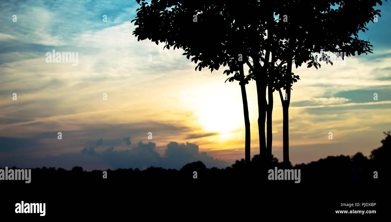 Tree silhouette at sunset Stock Photo - Alamy