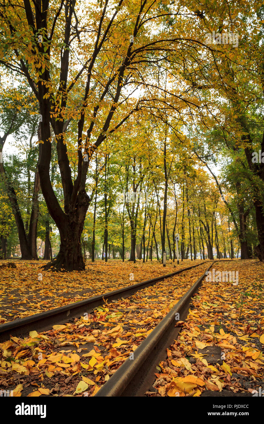 Rails in the city park with trees and fallen yellow autumn leaves on ...
