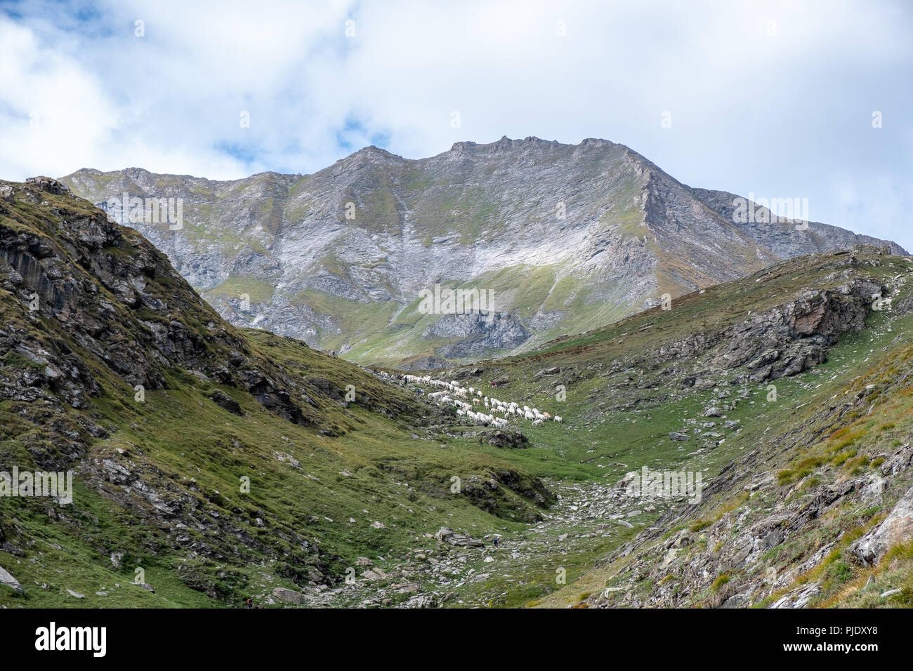 piedmont white cows in italian valley mountains Stock Photo - Alamy